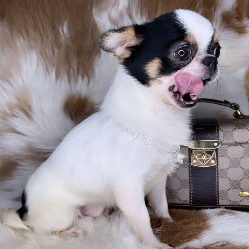 Мальчик Взрослый РКФ