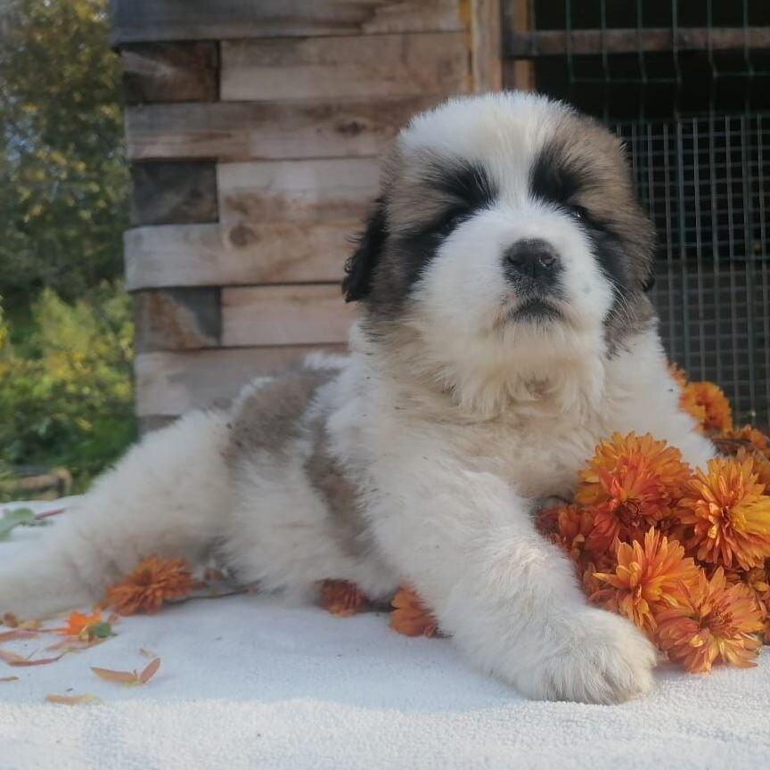 Щенки Московской сторожевой собаки
