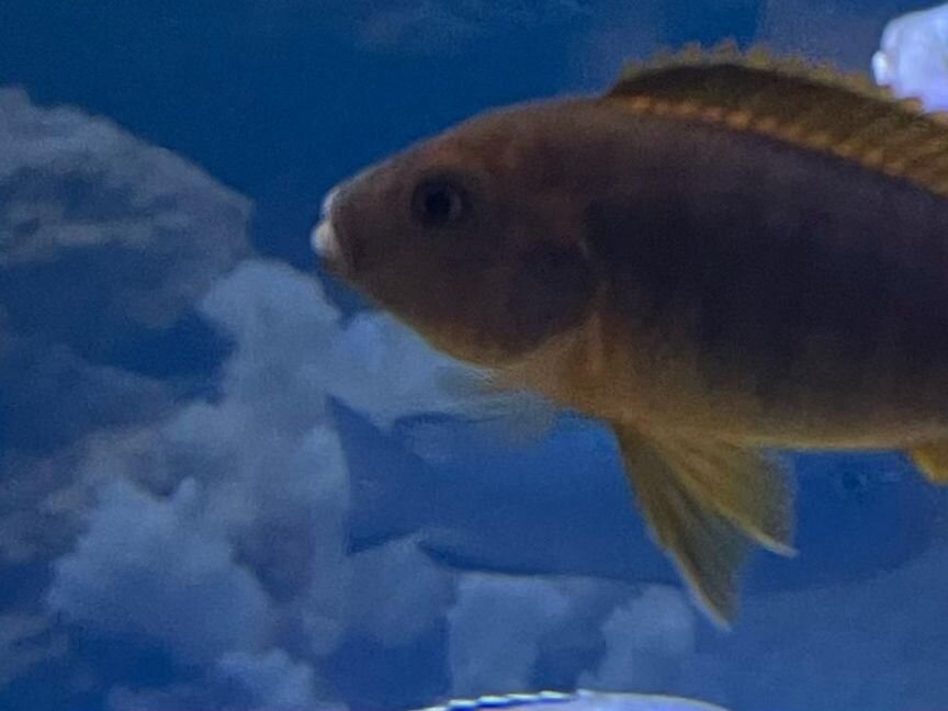 Йодотрофеус Шпренгера 5-7 см