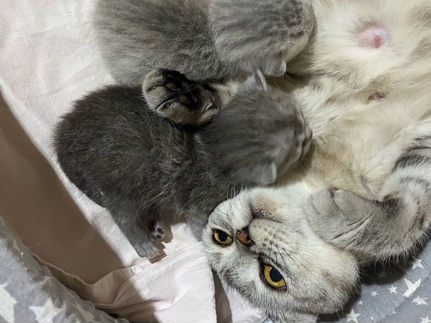Шотландские котята