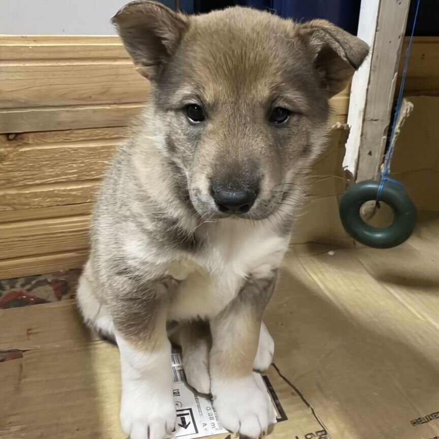 Западносибирская лайка, щенок