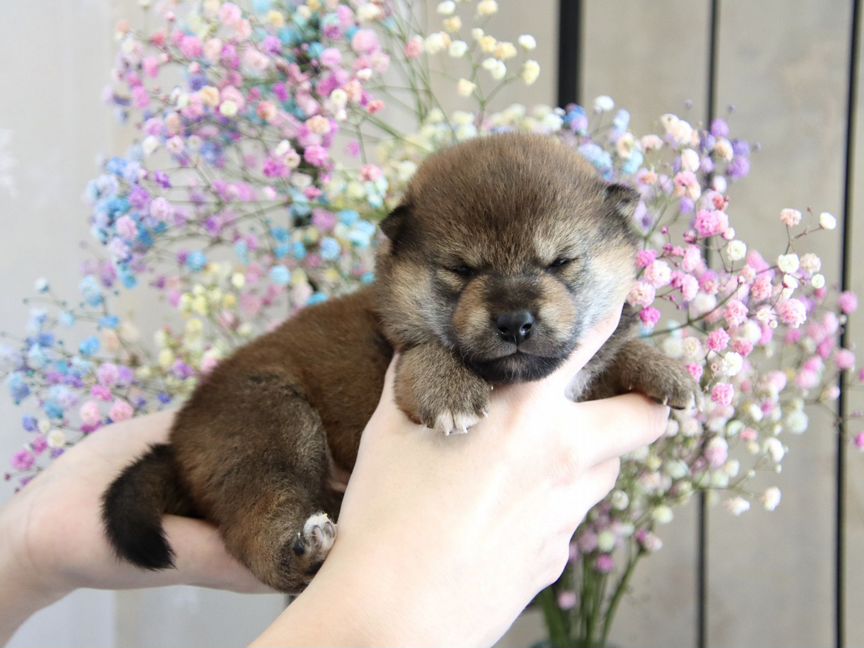 Щенок сиба шиба ищет мам пап / shiba doge