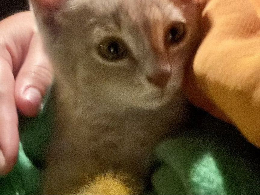 Найден на трассе котенок