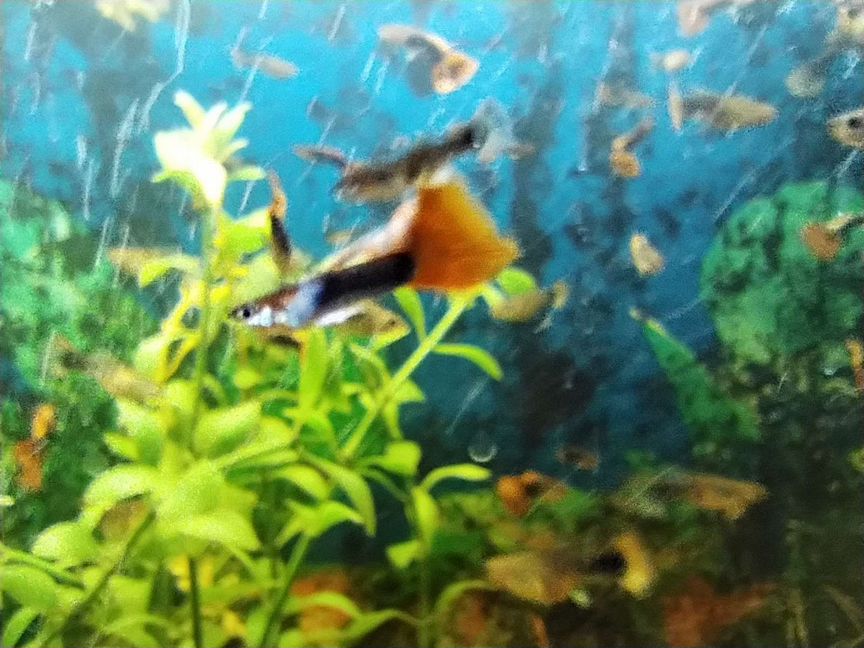 Аквариумные рыбки гуппи