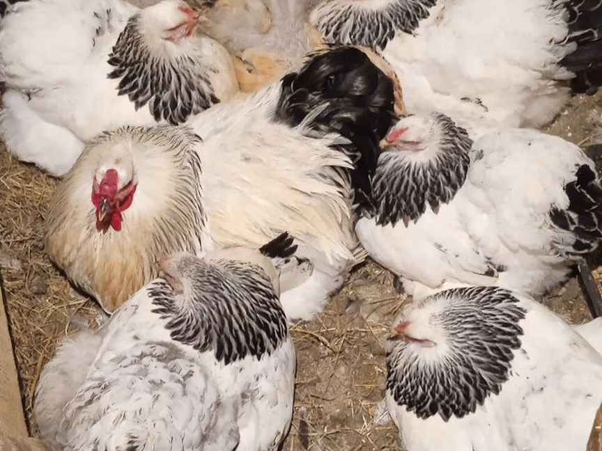 Инкубаторское яйцо