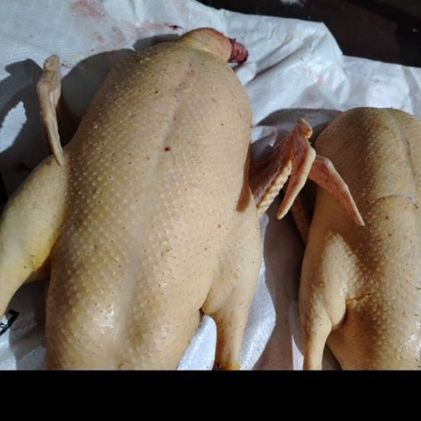 Тушка утки муларда