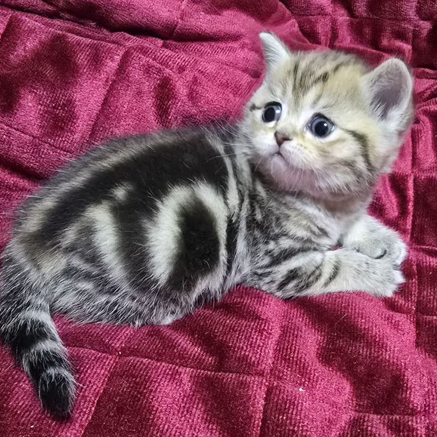 Шотландские котята скотиш страйт