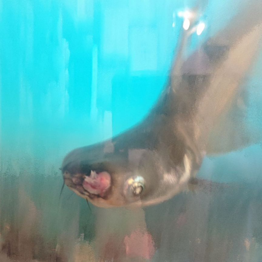 Акулий сом отдам в хорошие руки