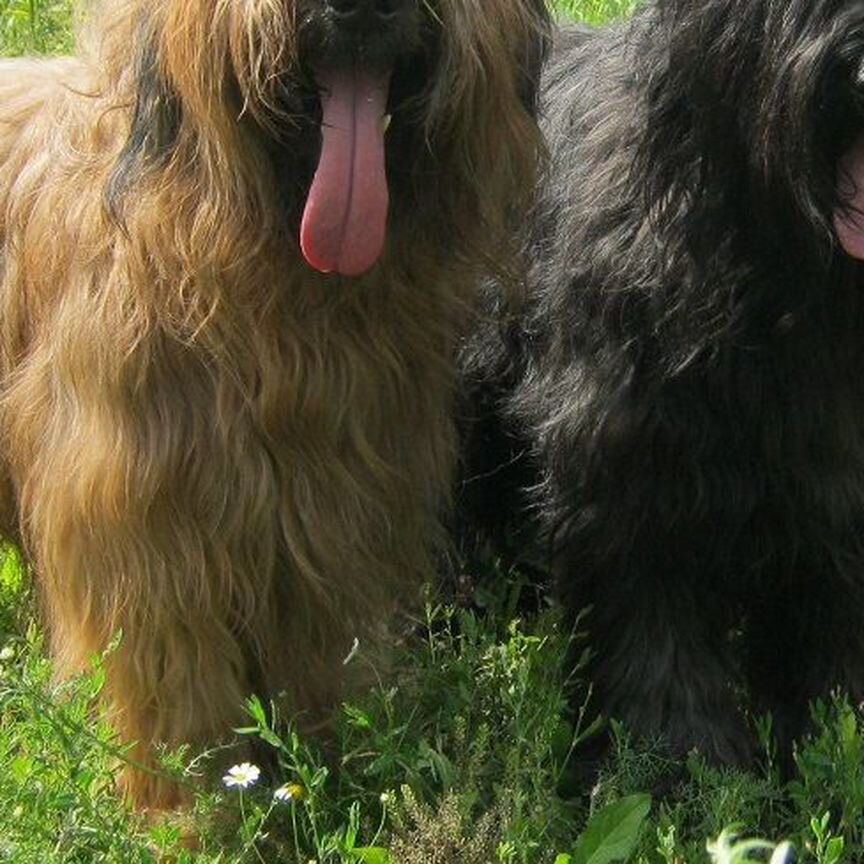 Продам шерсть собачью