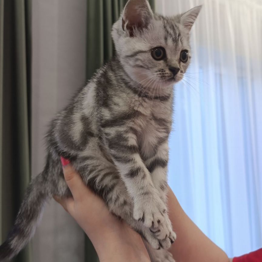 Шотландский прямоухий короткошёрстный котёнок
