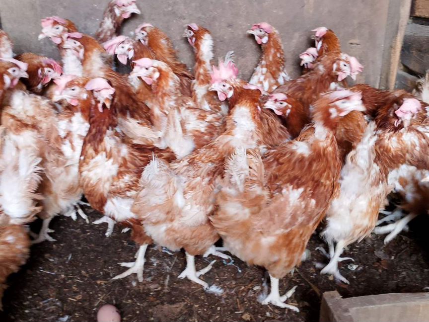 Куры несушки