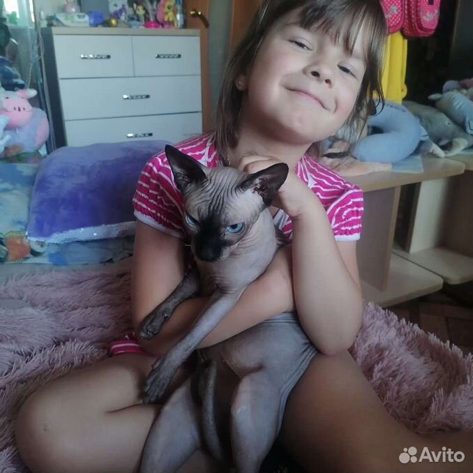 Отдам бесплатно кота канадский сфинкс