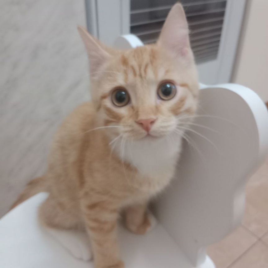 Рыжий котик мальчик