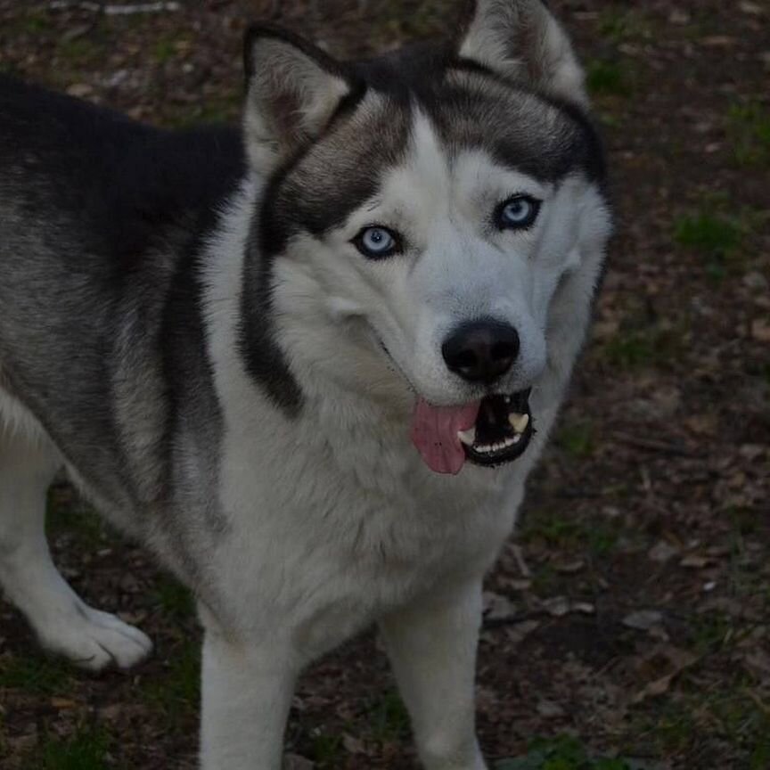 Хаски в добрые руки