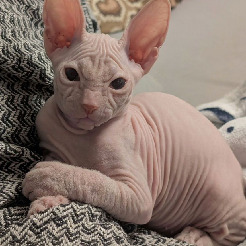 Донской сфинкс котёнок
