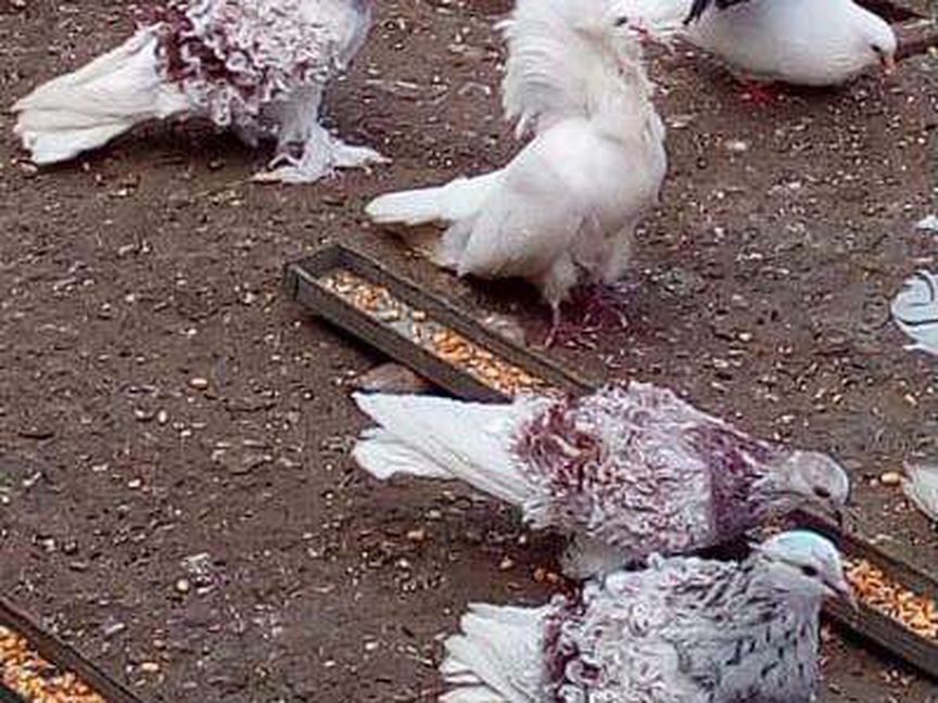 Голуби декоративные