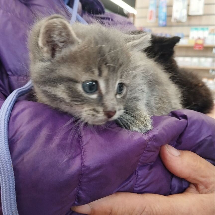 Котята в добрые руки