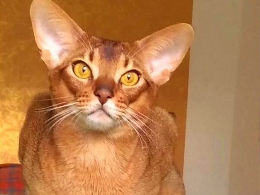 Абиссинский кот