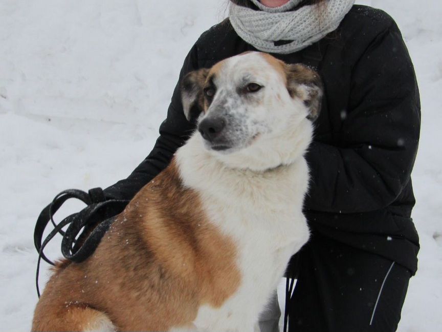 Собака Лолита в добрые руки