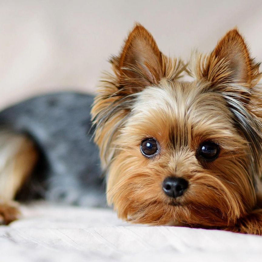 Йоркширский терьер