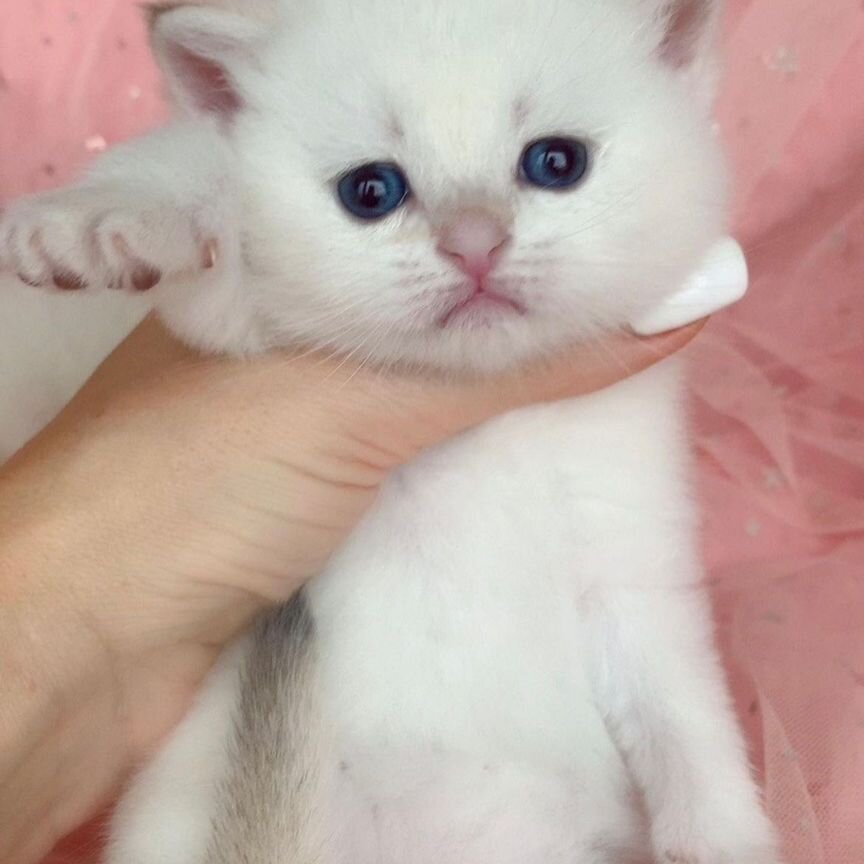 Белые шиншиллы голубоглазки