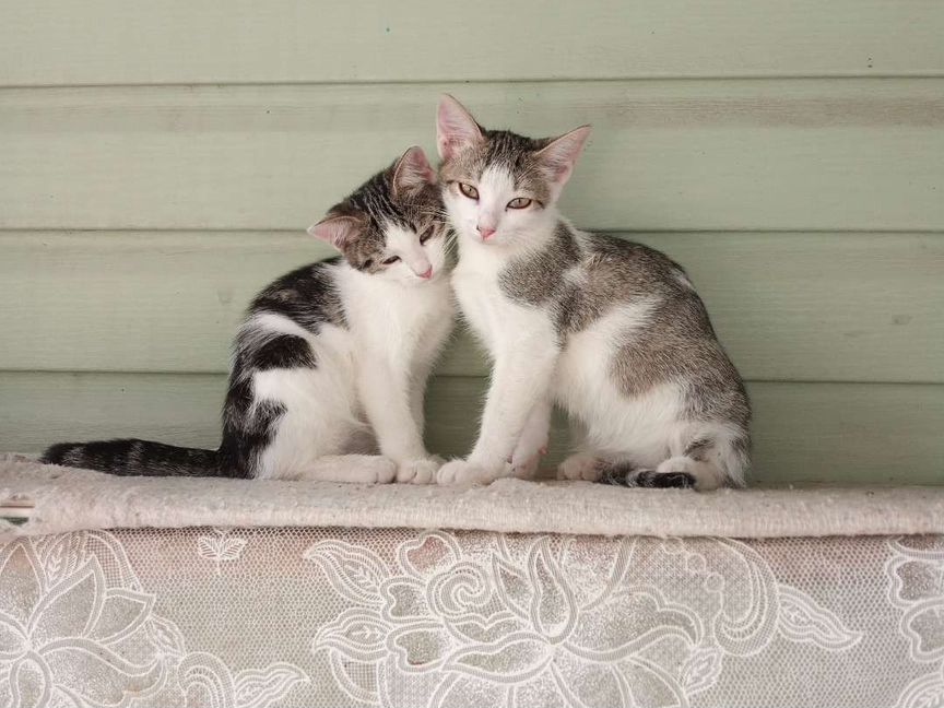 Два котенка, котята