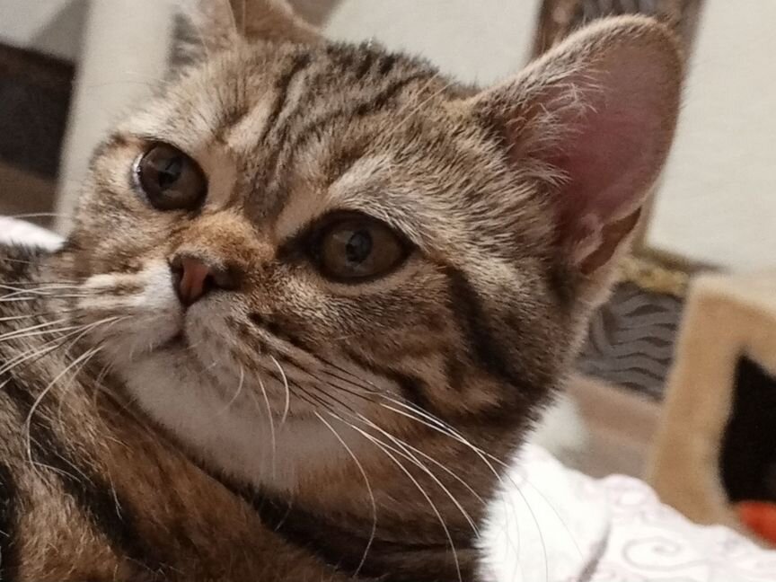 Шотланский вислоухий котенок