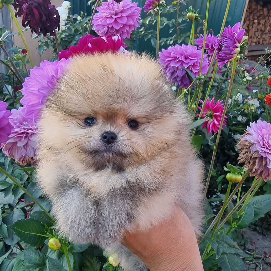 Померанский шпиц