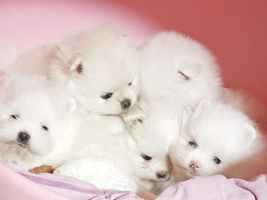 Померанский шпиц