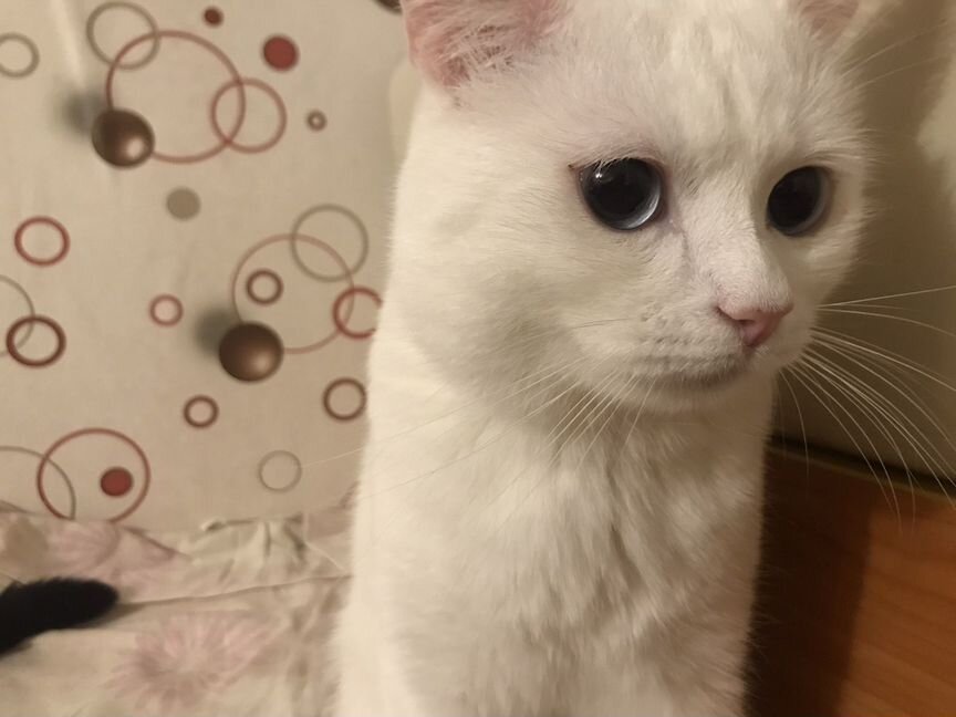 Короткошорстный британчик на вязку