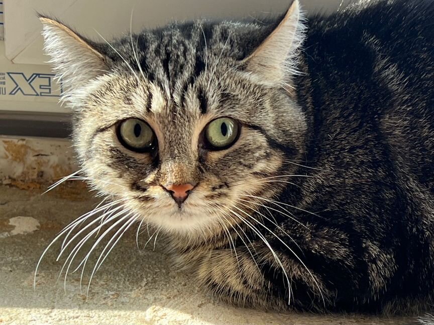 Элис ищет дом