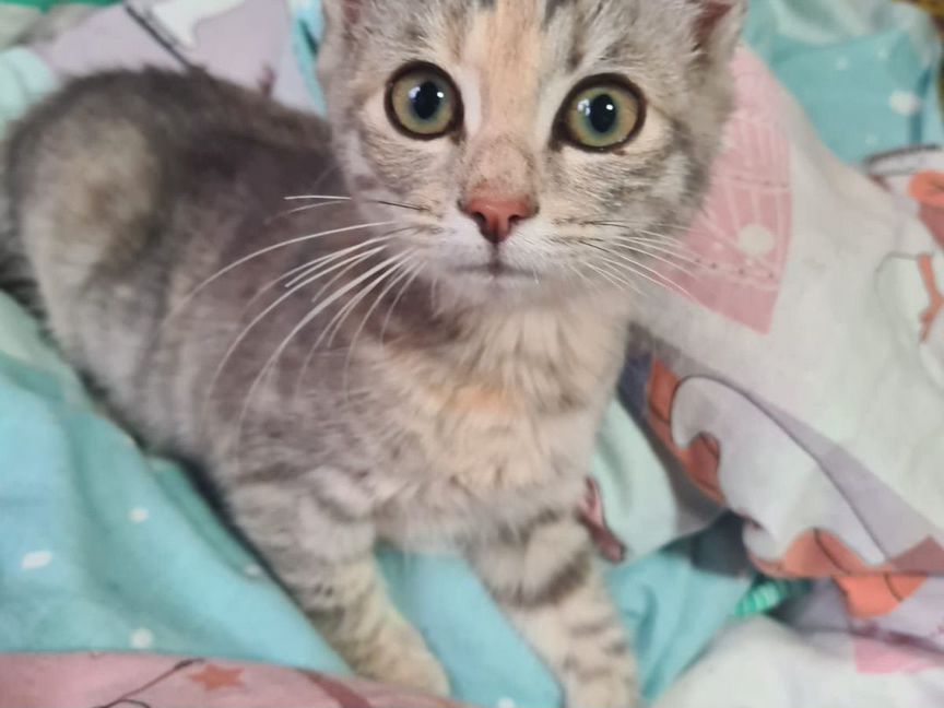 Котята девочки в дар 2,5 мес