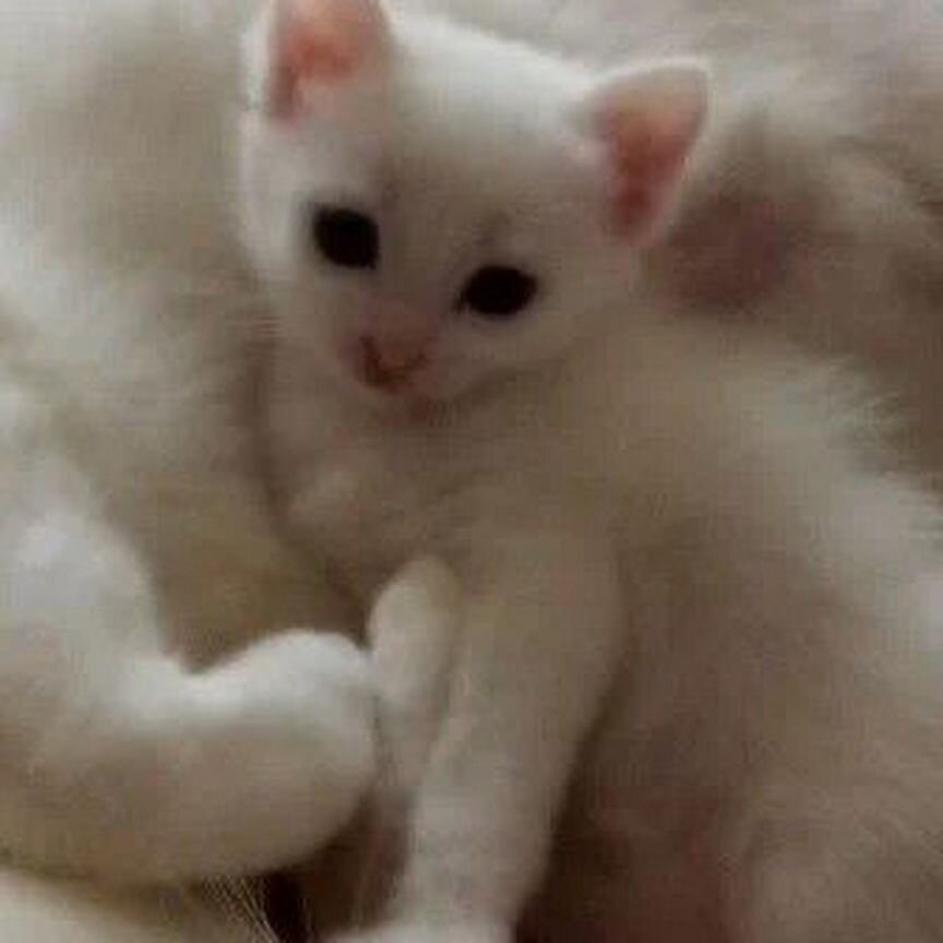 Сибирский котёнок