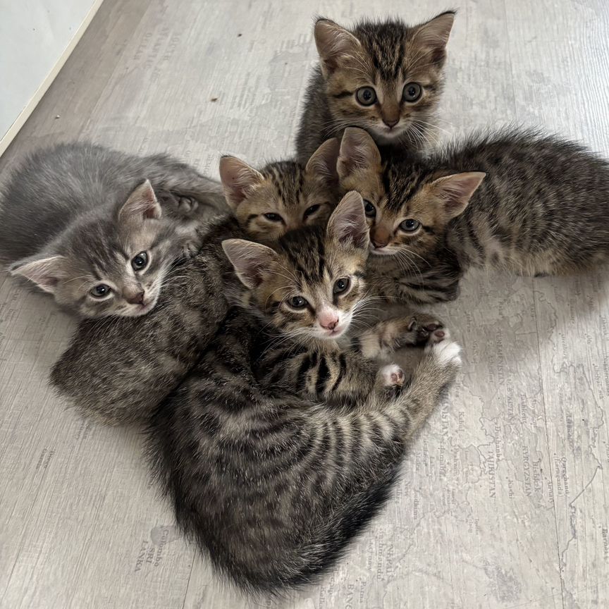 Котята в добрые руки