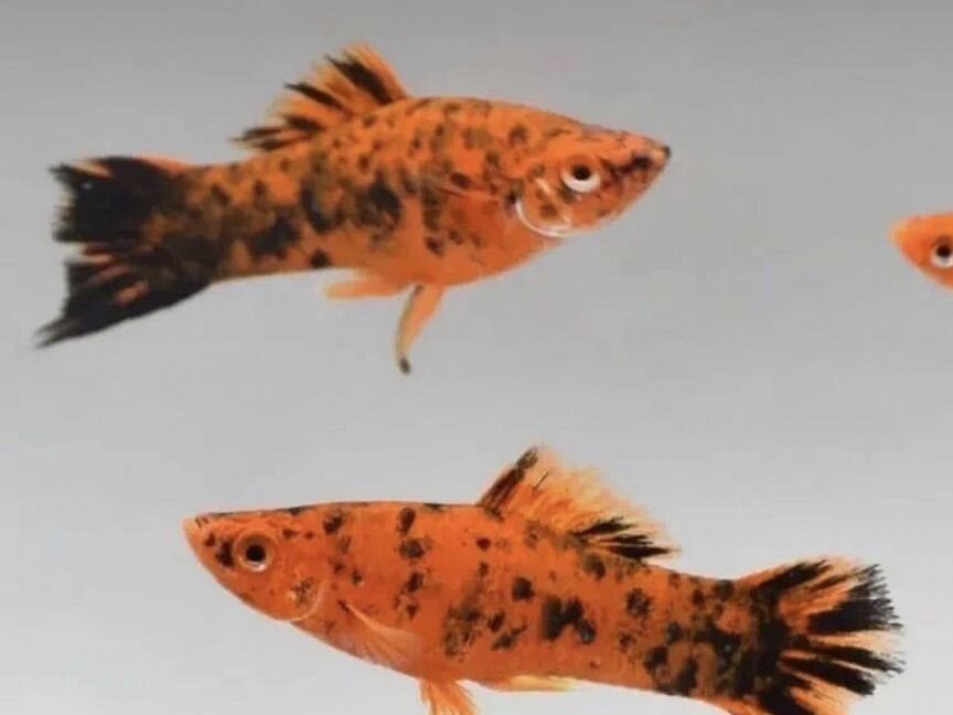 Все для аквариума