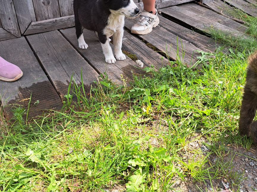 Щенки. Заберите кто-нибудь. Брошены