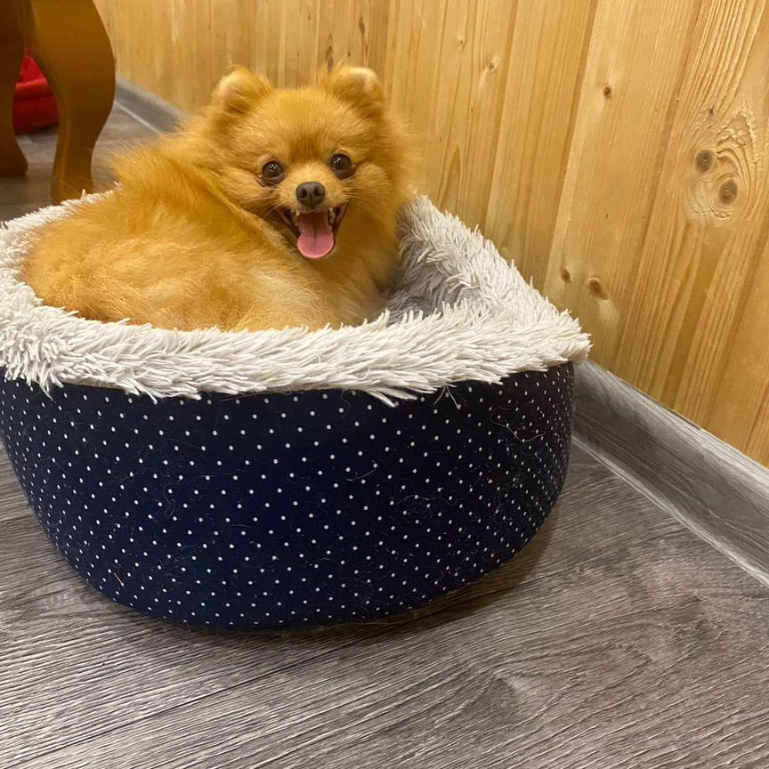 Шпиц девочка