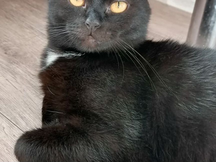 Кошка ждет хозяев