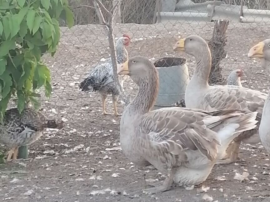 Гуси холмогорские и тульские