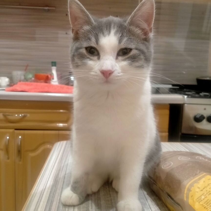 Котёнок в добрые руки