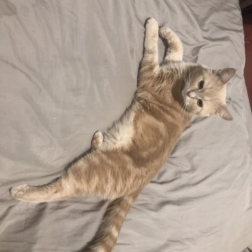 Отдам кота в добрые руки