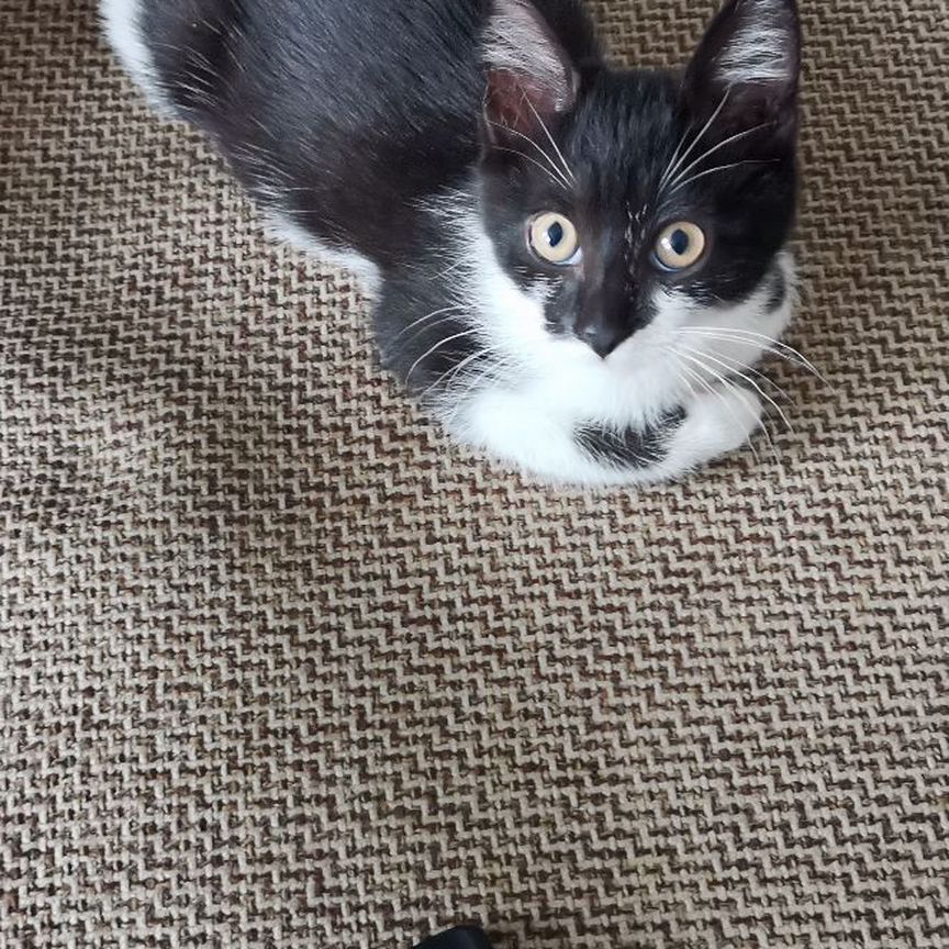 Кошка