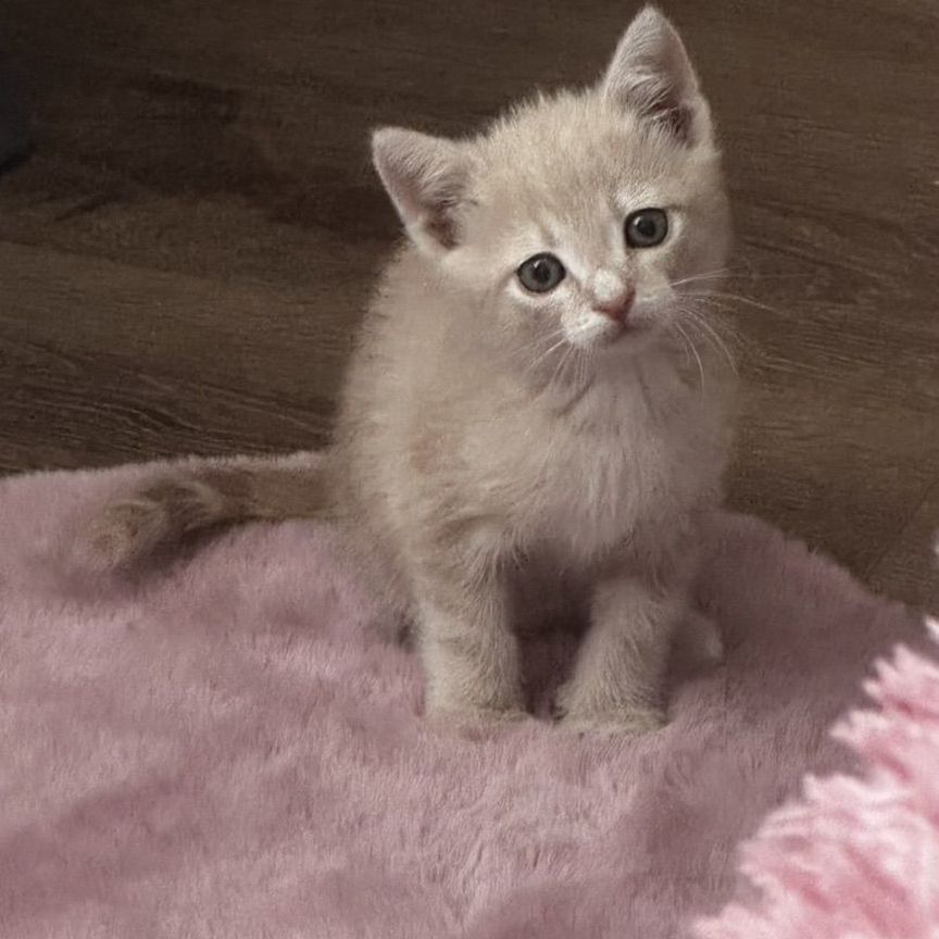 Котенок шотландец в добрые руки