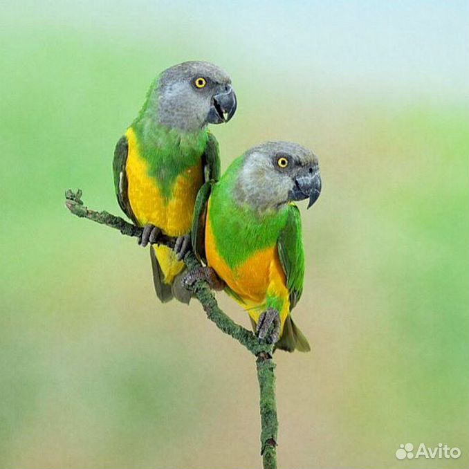 Сенегальский попугай Пара