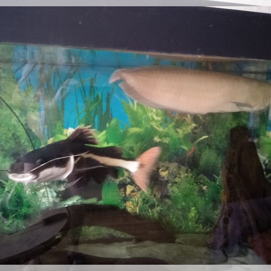 Крупные рыбки в большой аквариум