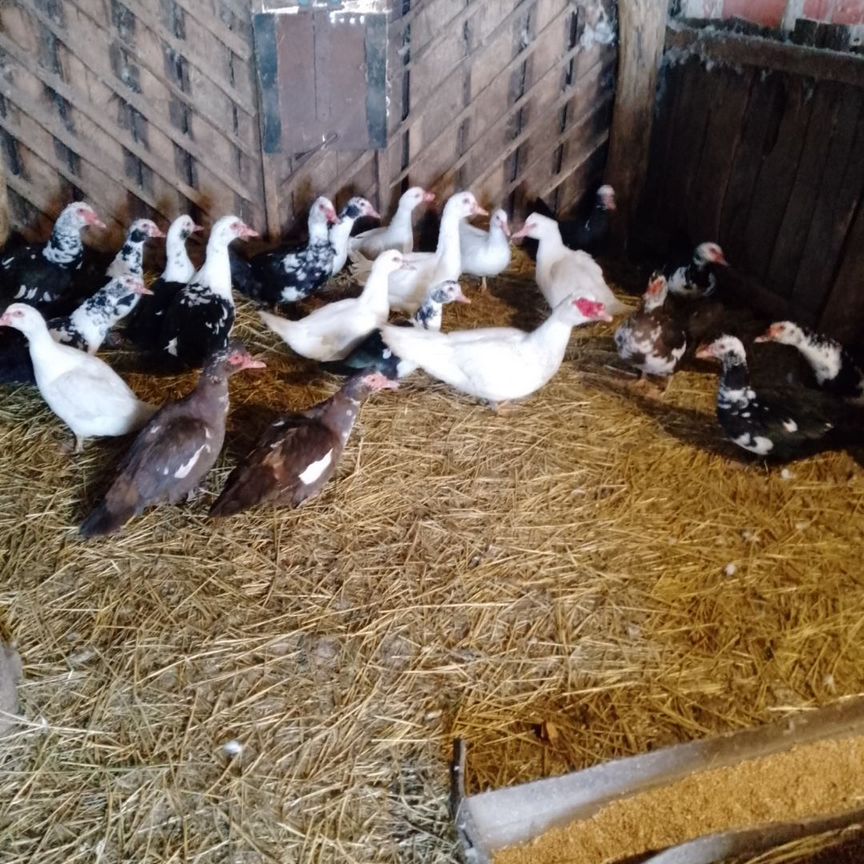 Гуси, индоути