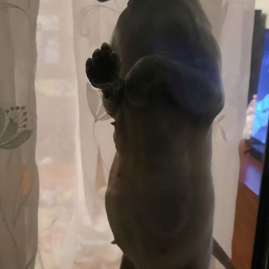 Сфинкс бамбино котята