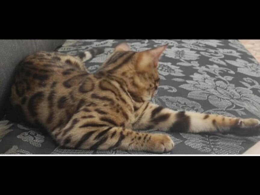 Ищем кота на вязку