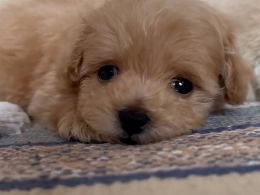 Мини мальтипу ф1