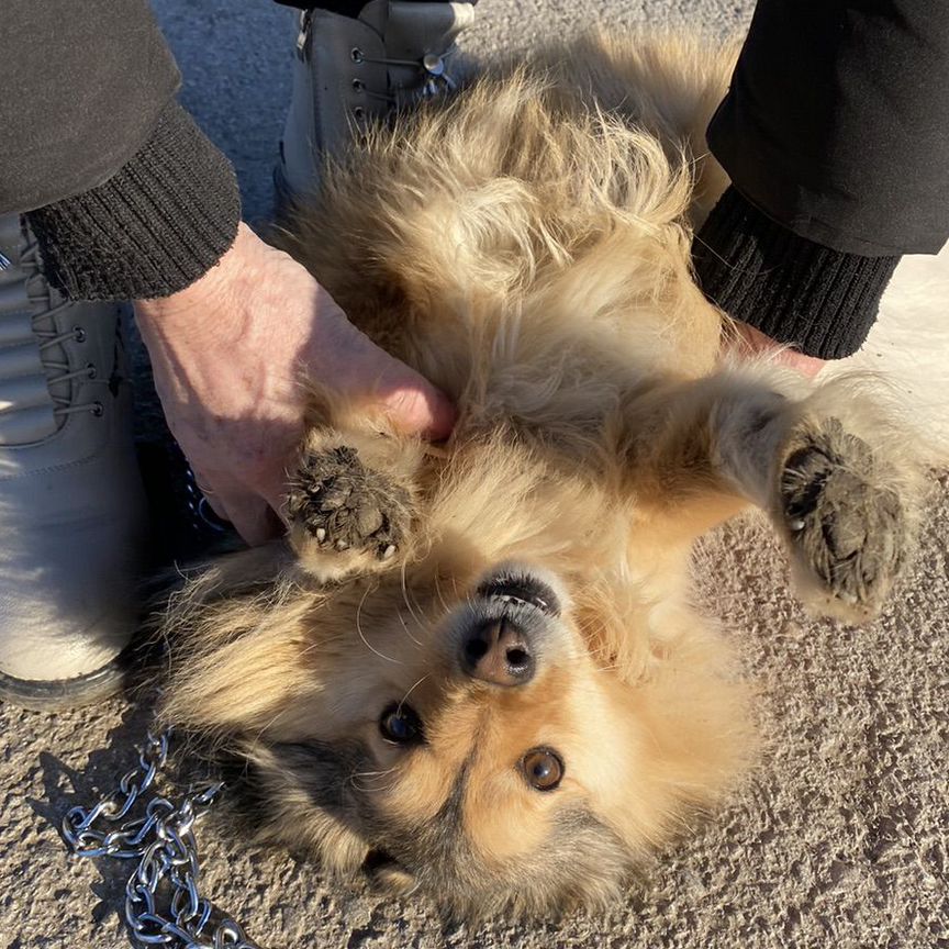 Манюнька Динка ищет семью